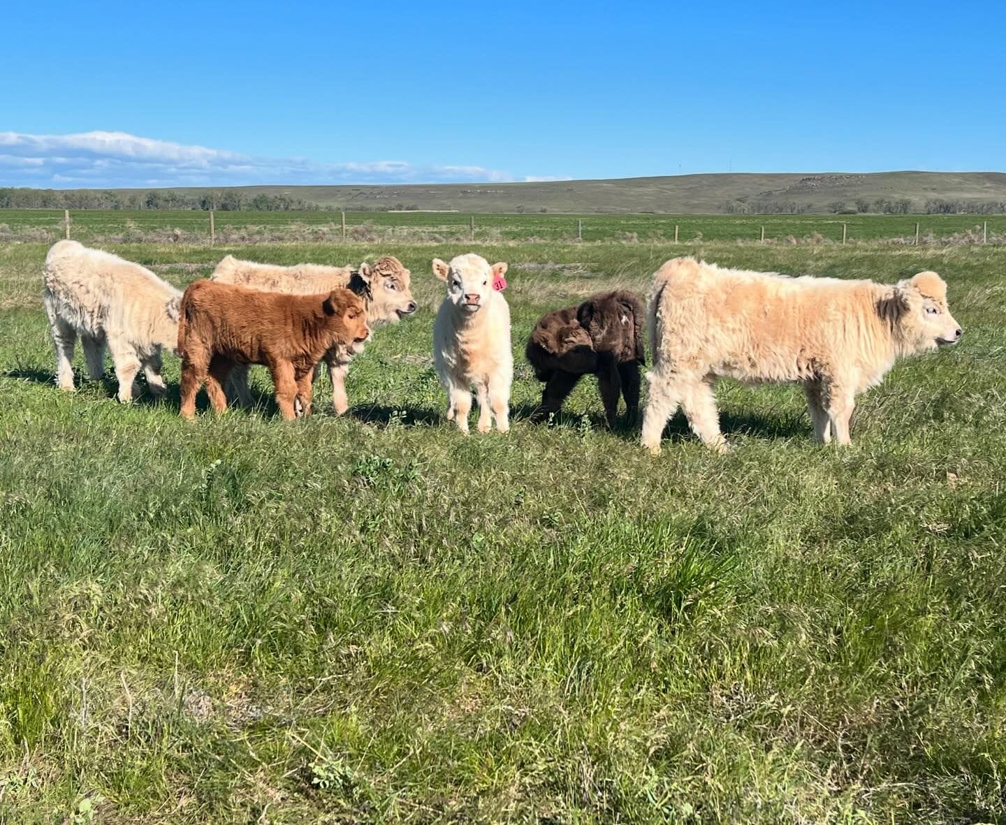 Deontrell | Live Stock Farm | Mini cattle's for sale